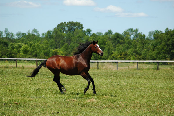 Photos | Rattle Run Farms